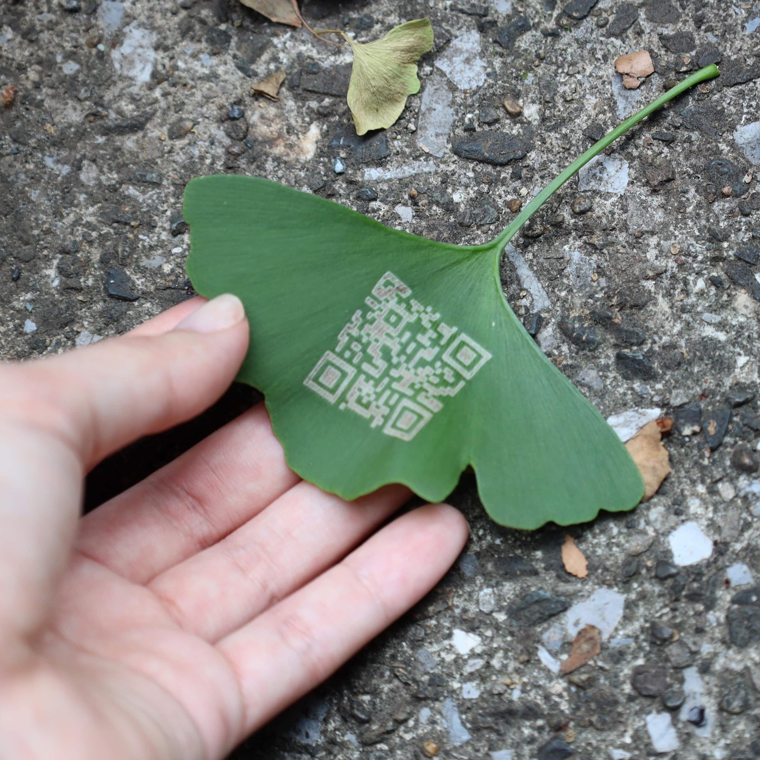 Naoto Nishida | 西田 直人